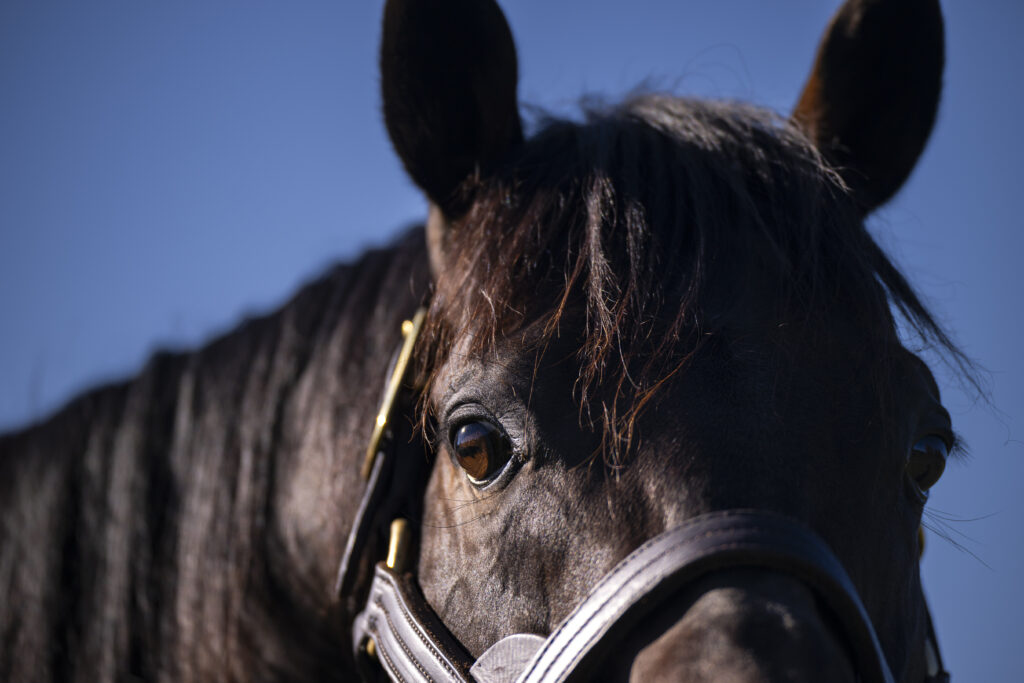 A novel device for the on-farm assessment of stallion sperm fertility ...