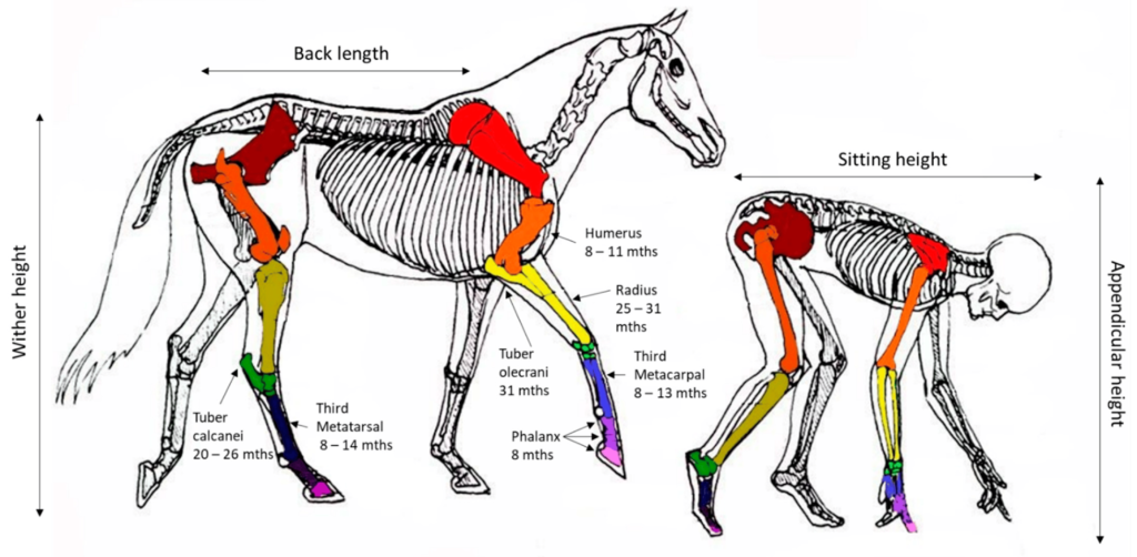 Growth and Bone Development in the Horse: When Is a Horse Skeletally ...