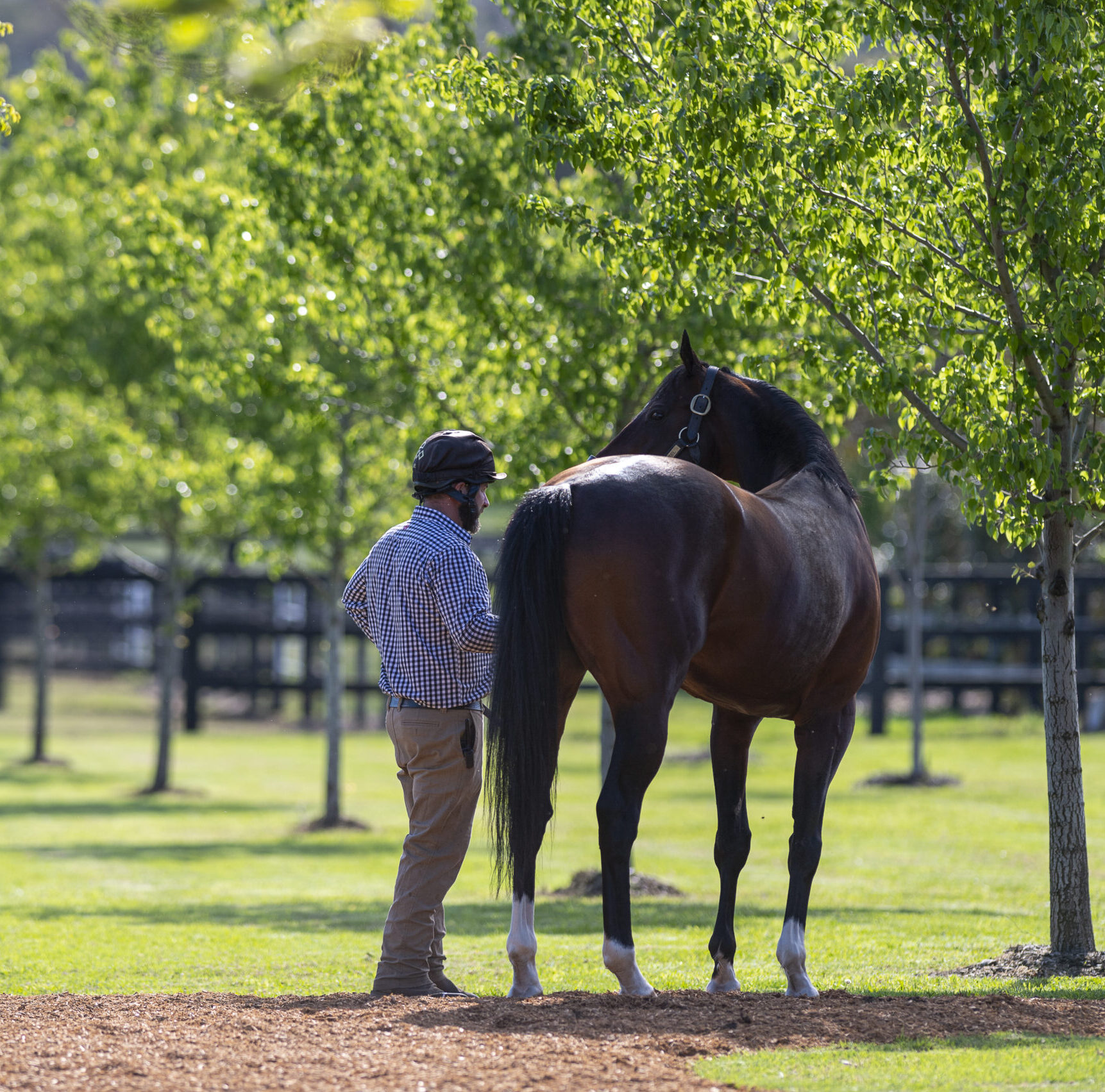 About us - Thoroughbred Breeders NSW