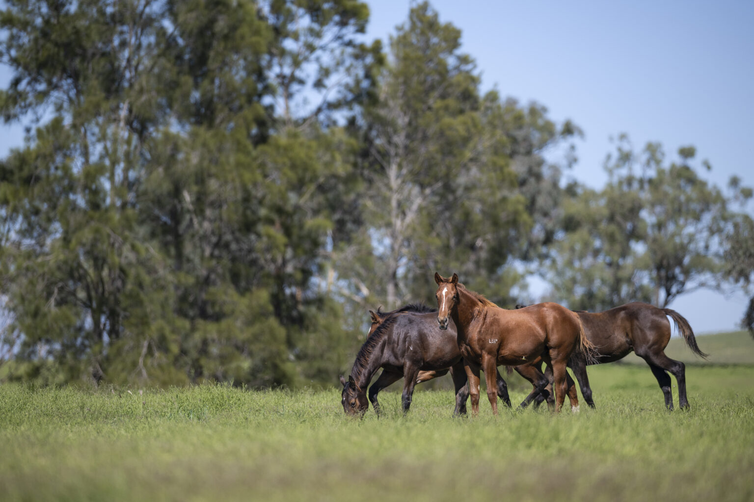 Breednet Track First Season Sires at Trials - Thoroughbred Breeders NSW